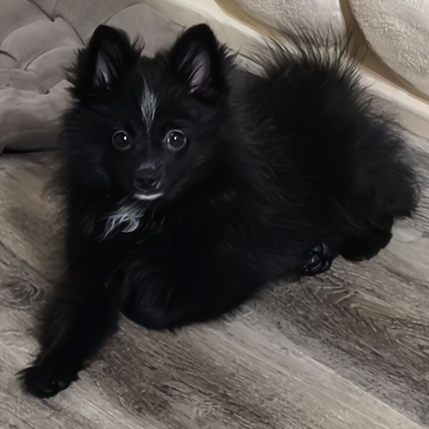 Немецкий шпиц, щенок