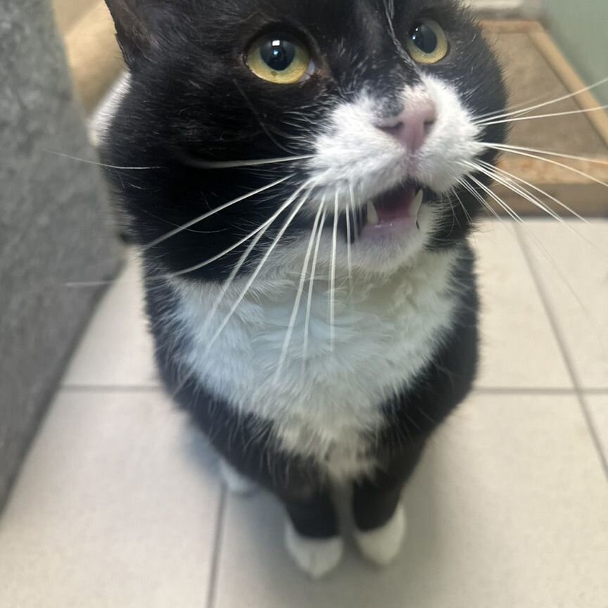 Взрослая кошка в добрые руки