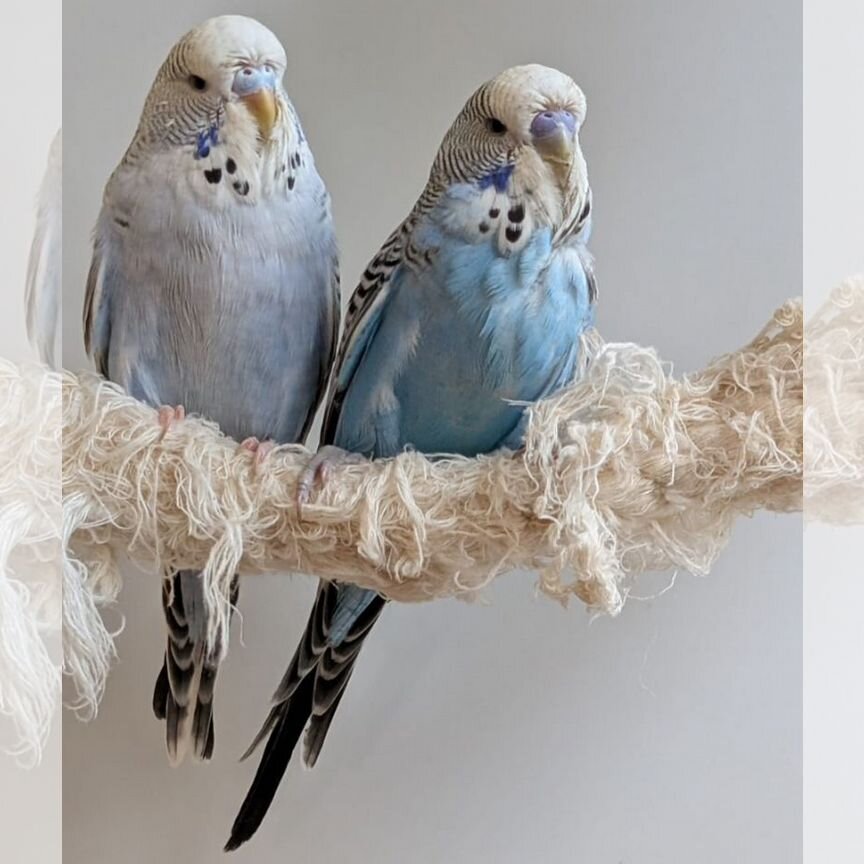 Птенцы Элитных Волнистых Попугаев