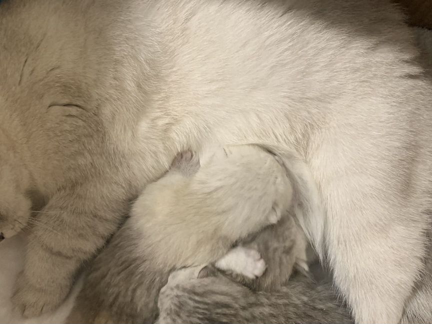 Шотландские котята