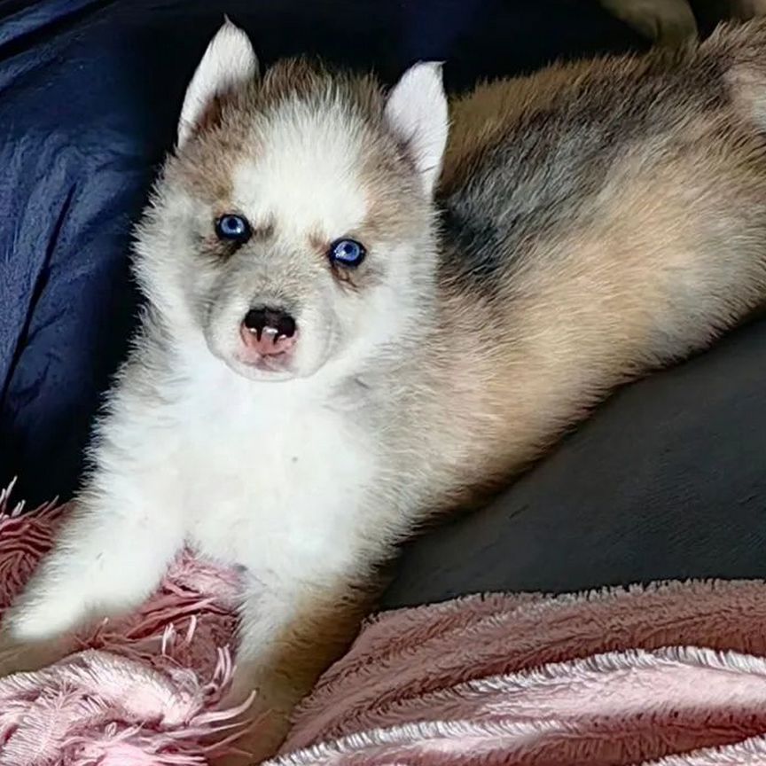 Сибирский хаски, щенок