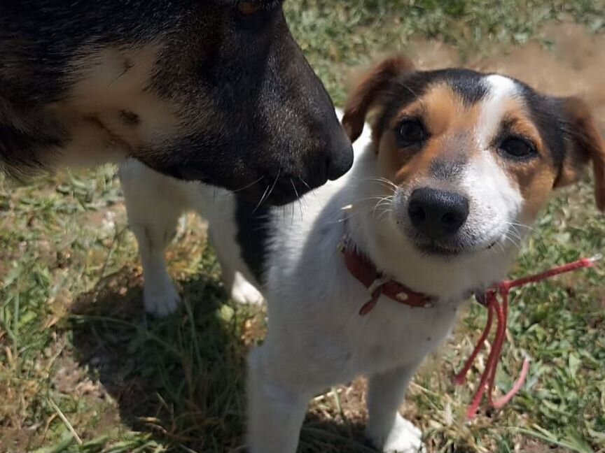 Помесь Русская борзая