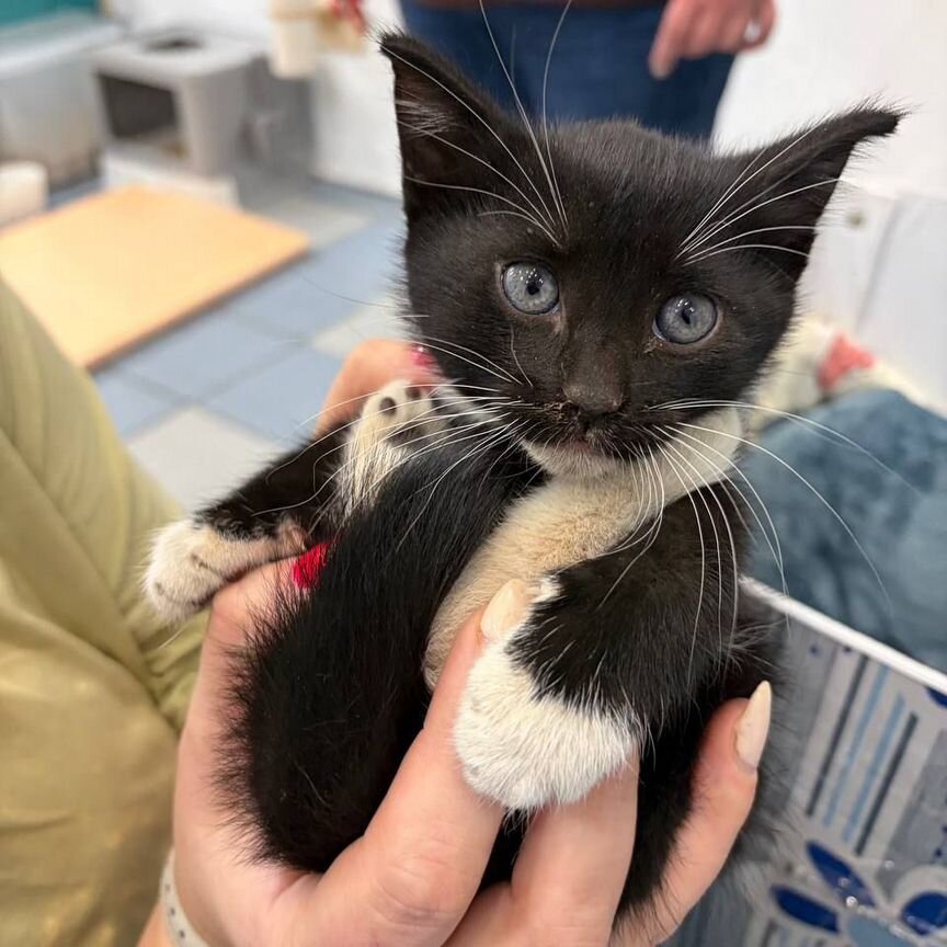 Котёнок в добрые руки