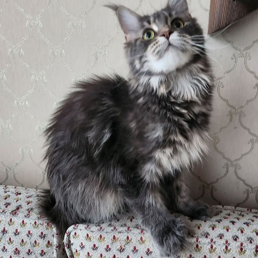 Мейн-кун котёнок