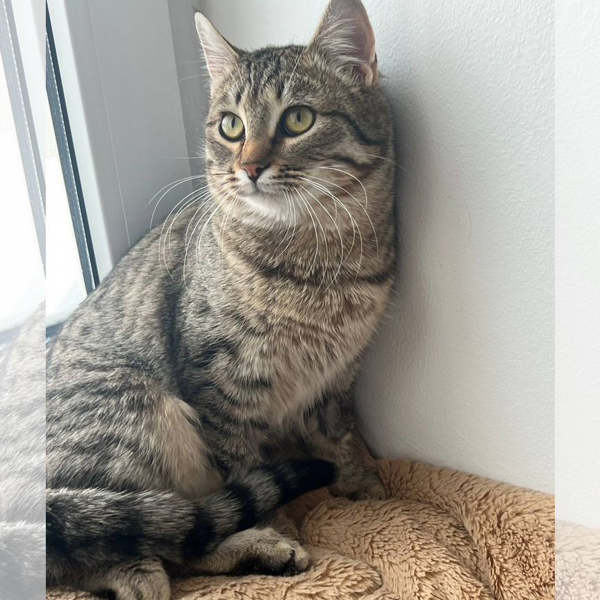 Взрослая, кошка в добрые руки