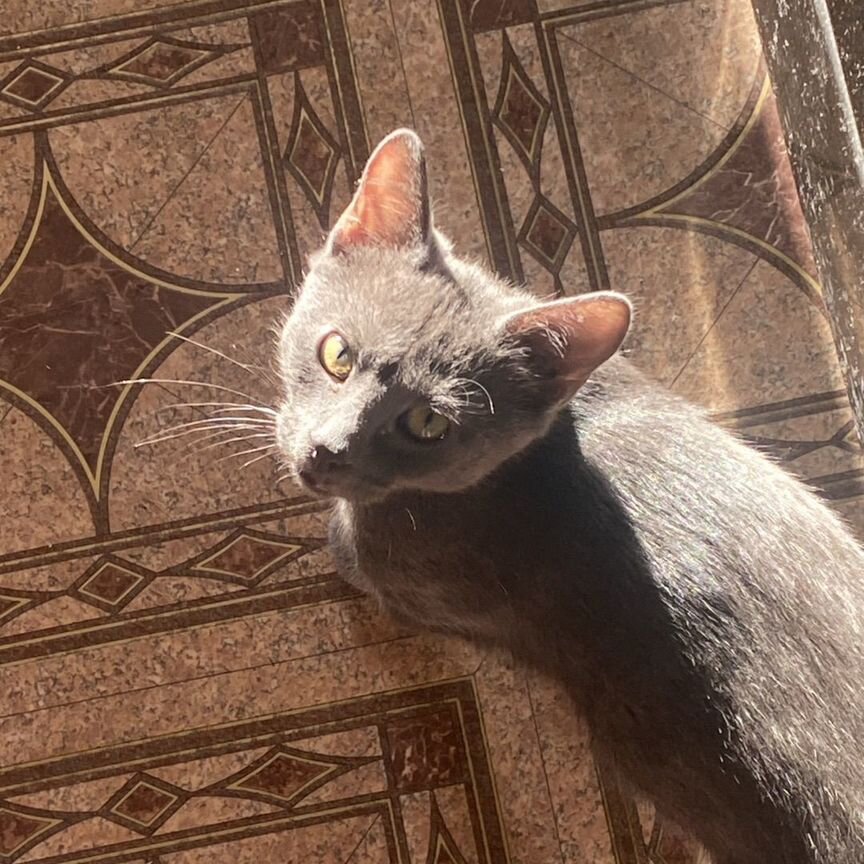 Кот Лёлик