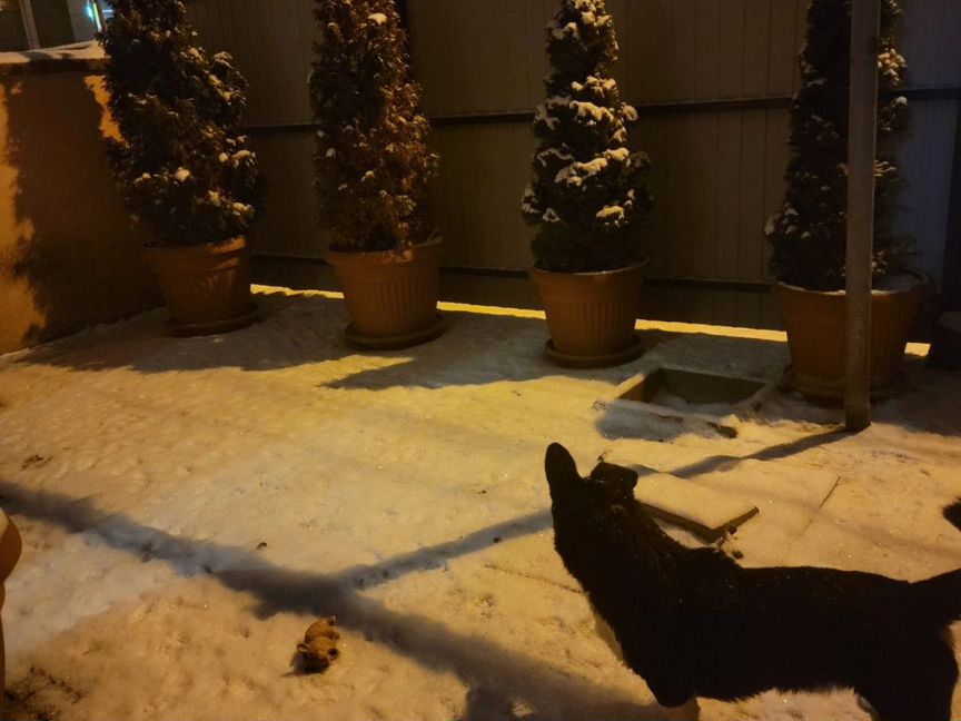 Потерялась собака