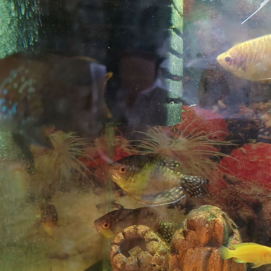 Гурами золотой