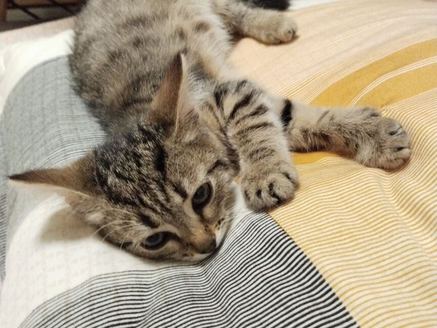 Отдам котенка в добрые руки