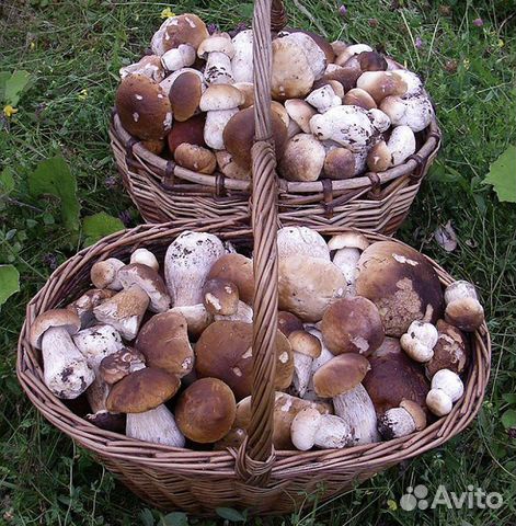 Свежие белые грибы купить в Балахне | Товары для дома и дачи | Авито