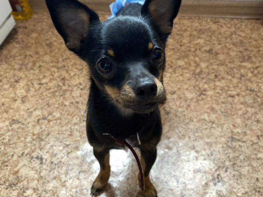 Той-терьер щенок