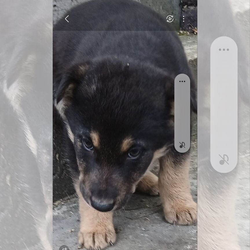 Щенок в добрые руки