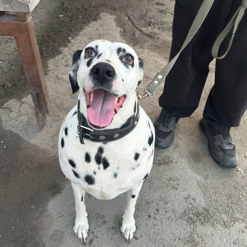 Собака долматинец в добрые руки