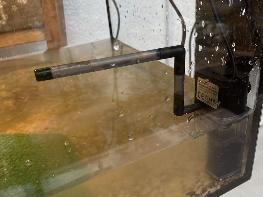 Черепаху в добрые руки