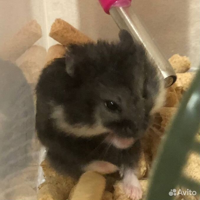 Джунгарский хомяк девочка