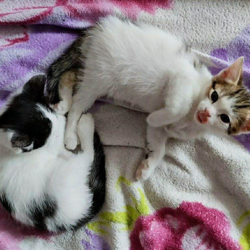 Котята в добрые руки бесплатно