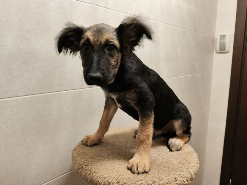 Тузик ищет дом