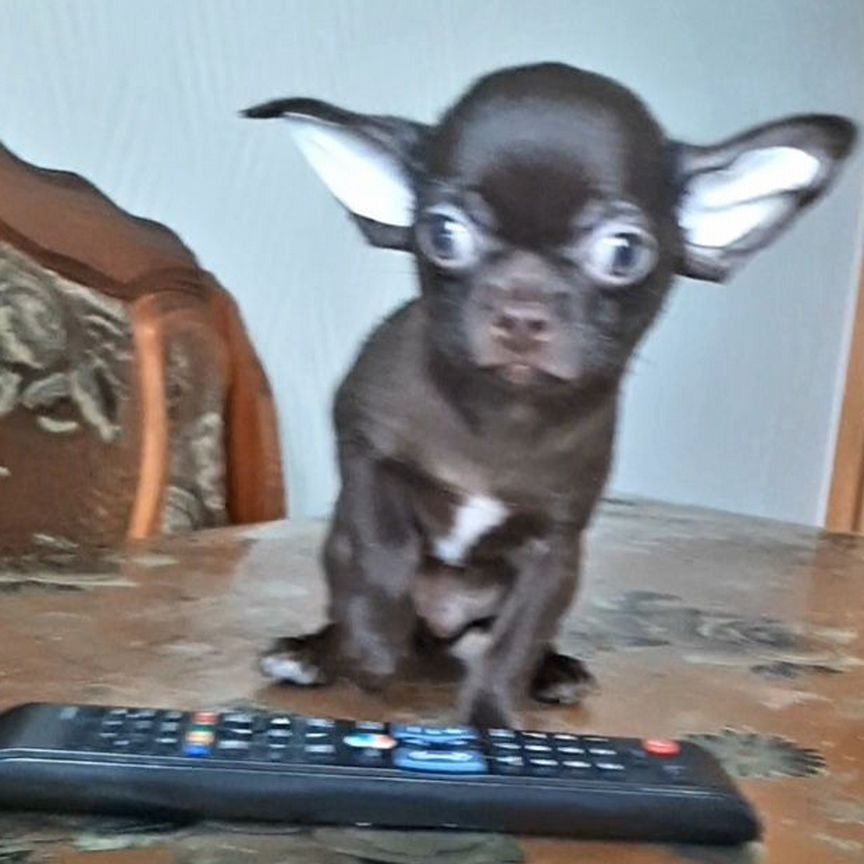 Шоко мальЧишка