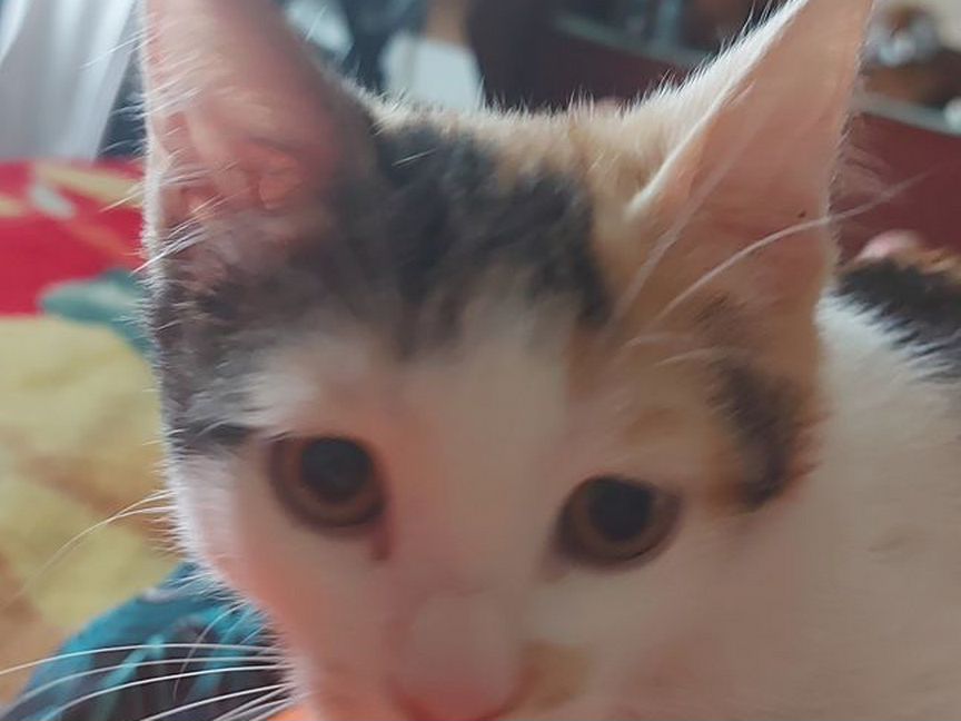 Кошечка Герда