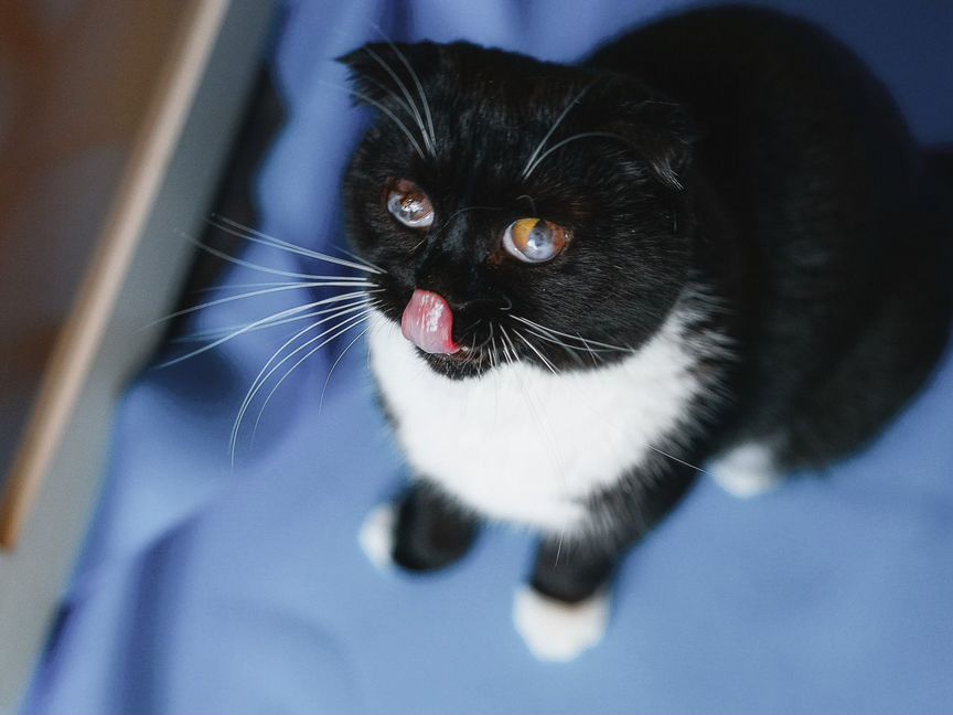 Ласковая плюшевая вислоухая кошечка в добрые руки