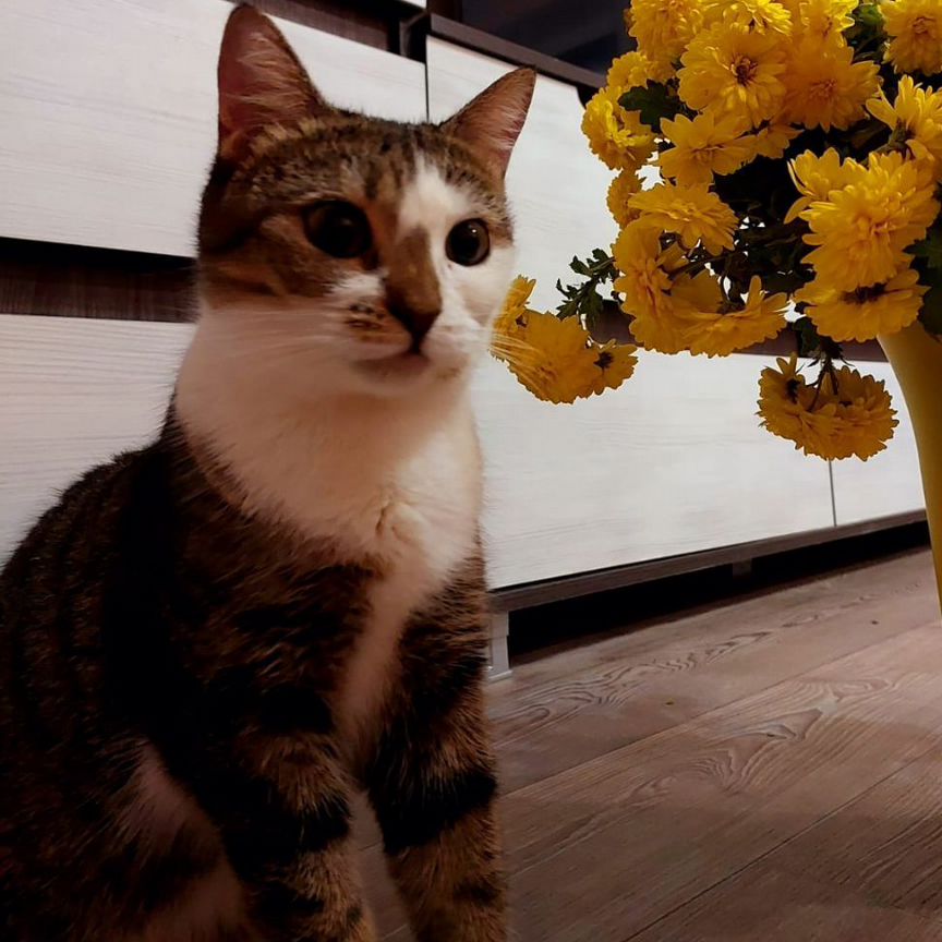 Кошечка Зара в дар