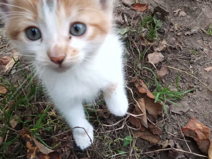 Кошка