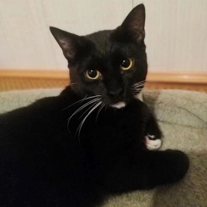 Взрослый кот в добрые руки