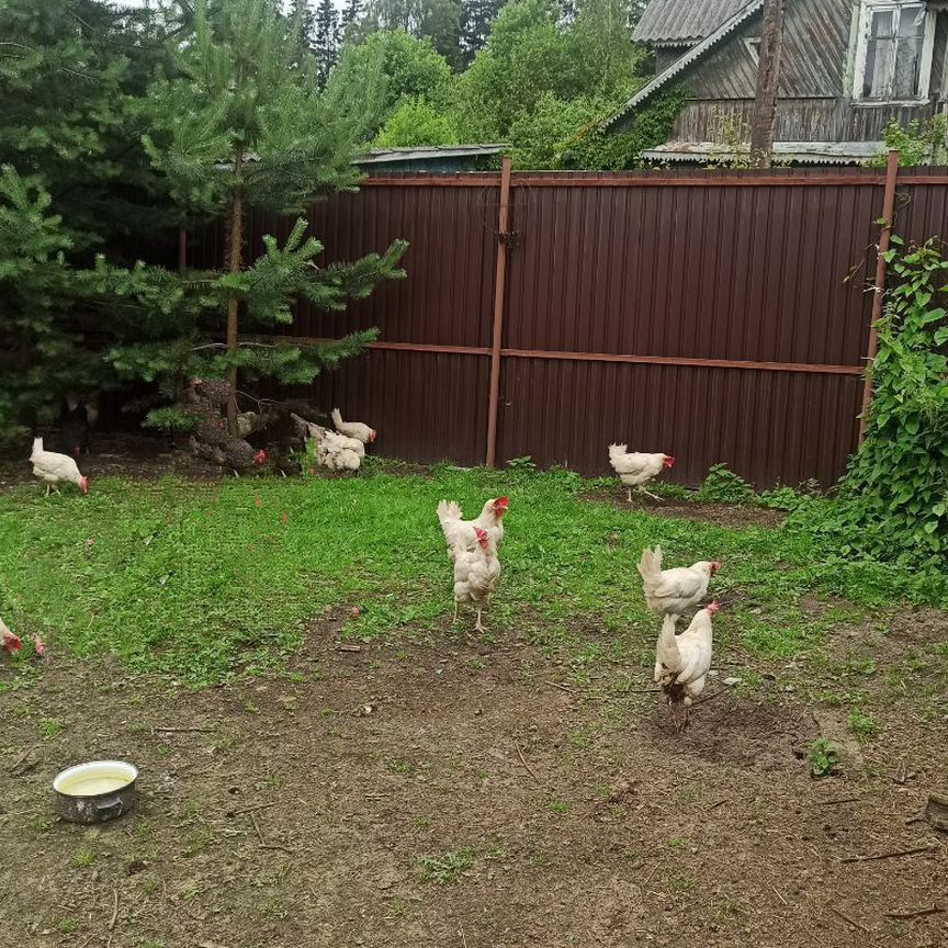 Куры несушки продам