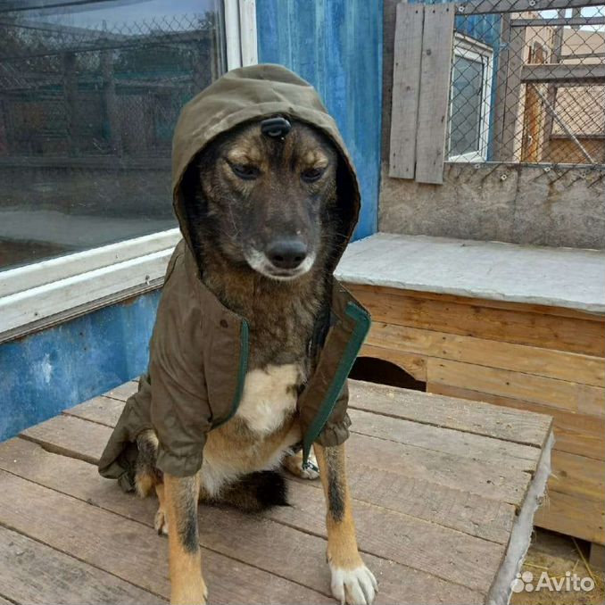 Маленькая собака компаньон и друг