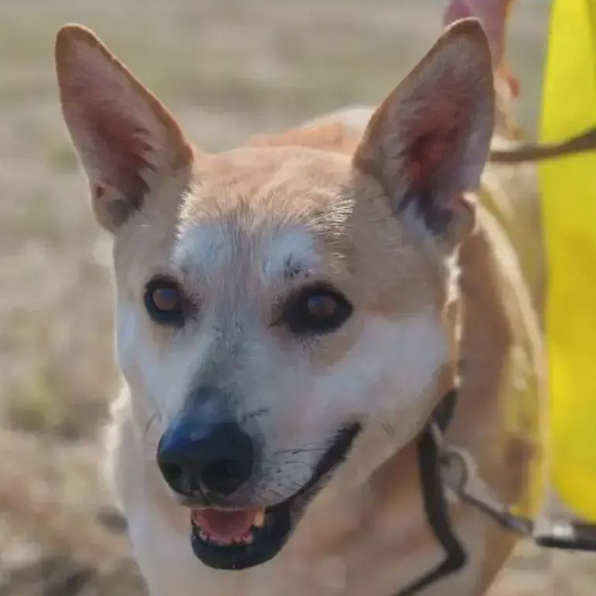 Взрослый пёс в добрые руки