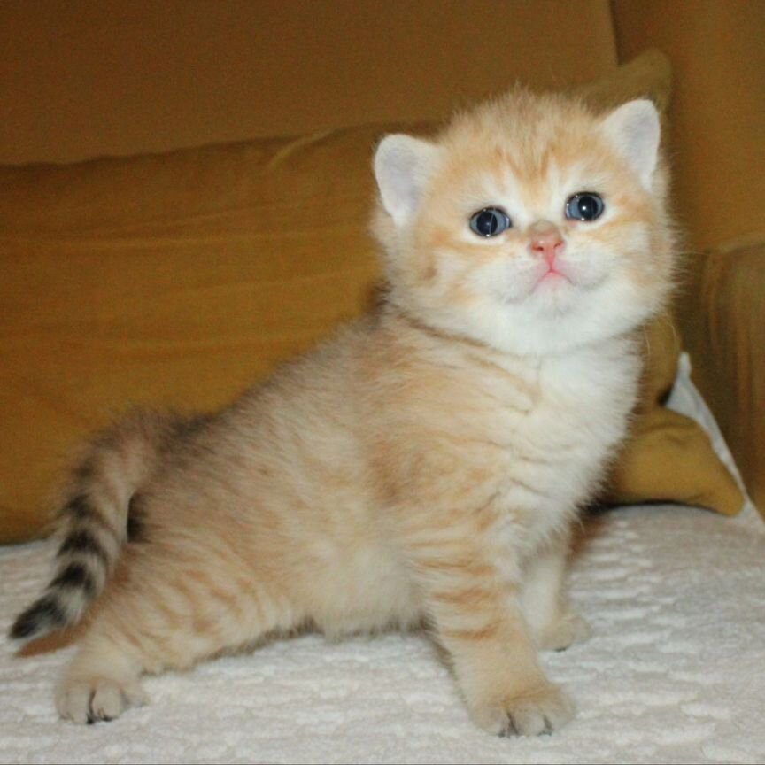 Британская девочка