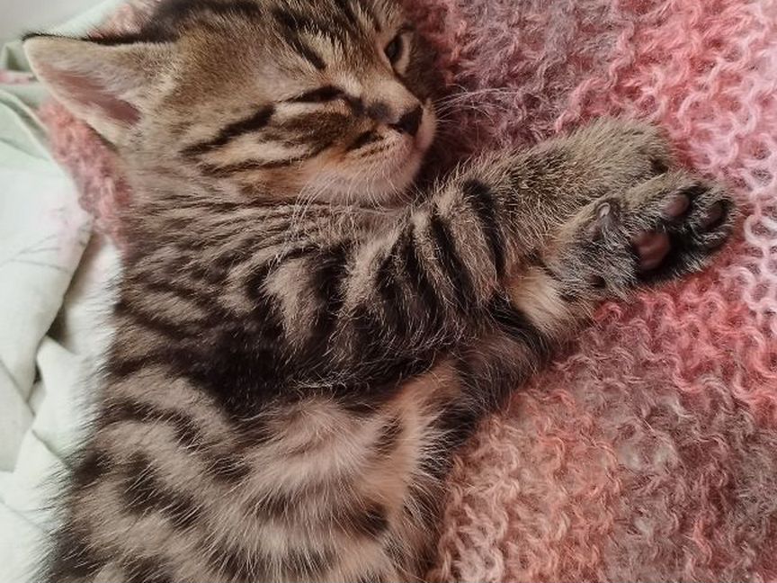 Красавчики, котики в дар
