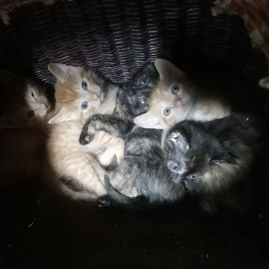 Ориентальный котёнок