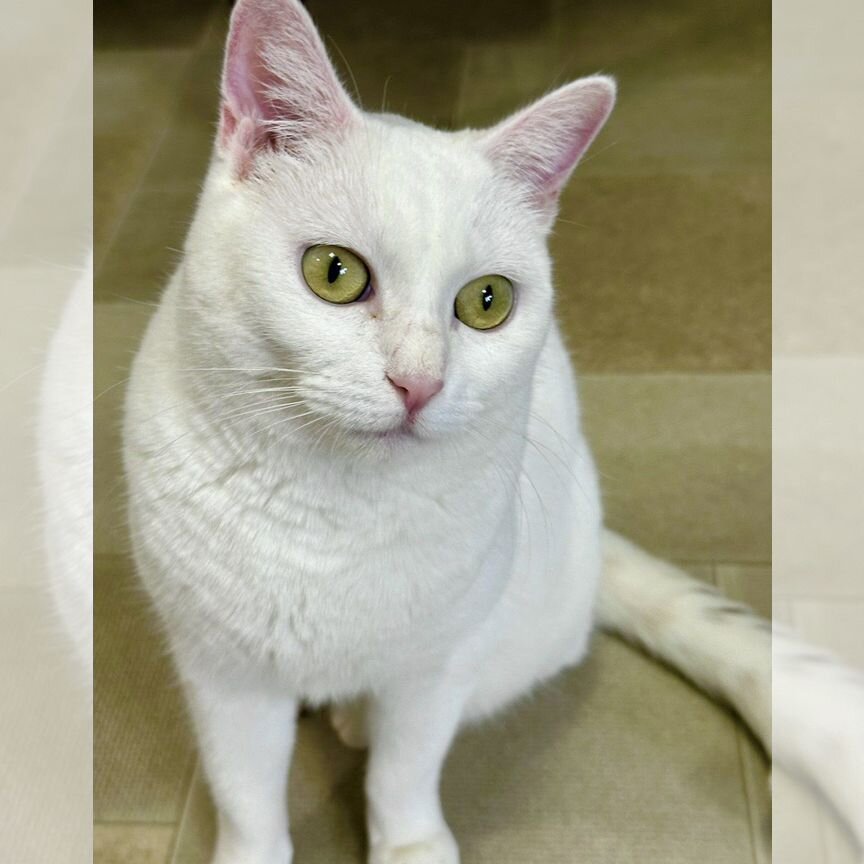 Взрослая кошка в добрые руки