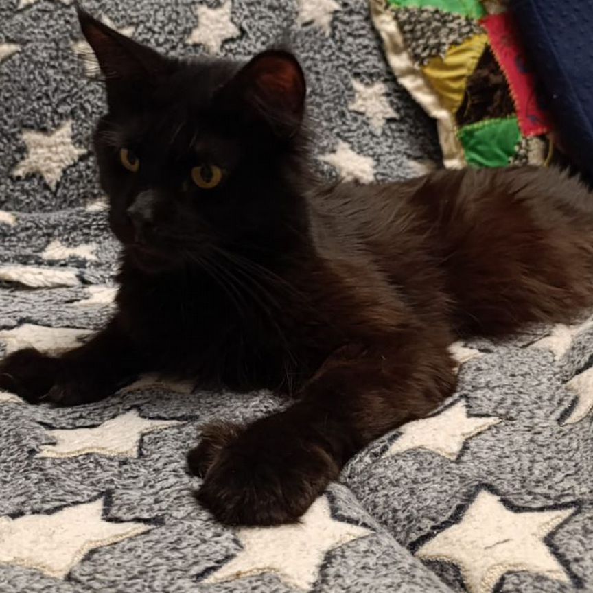 Мейн-кун полидакт