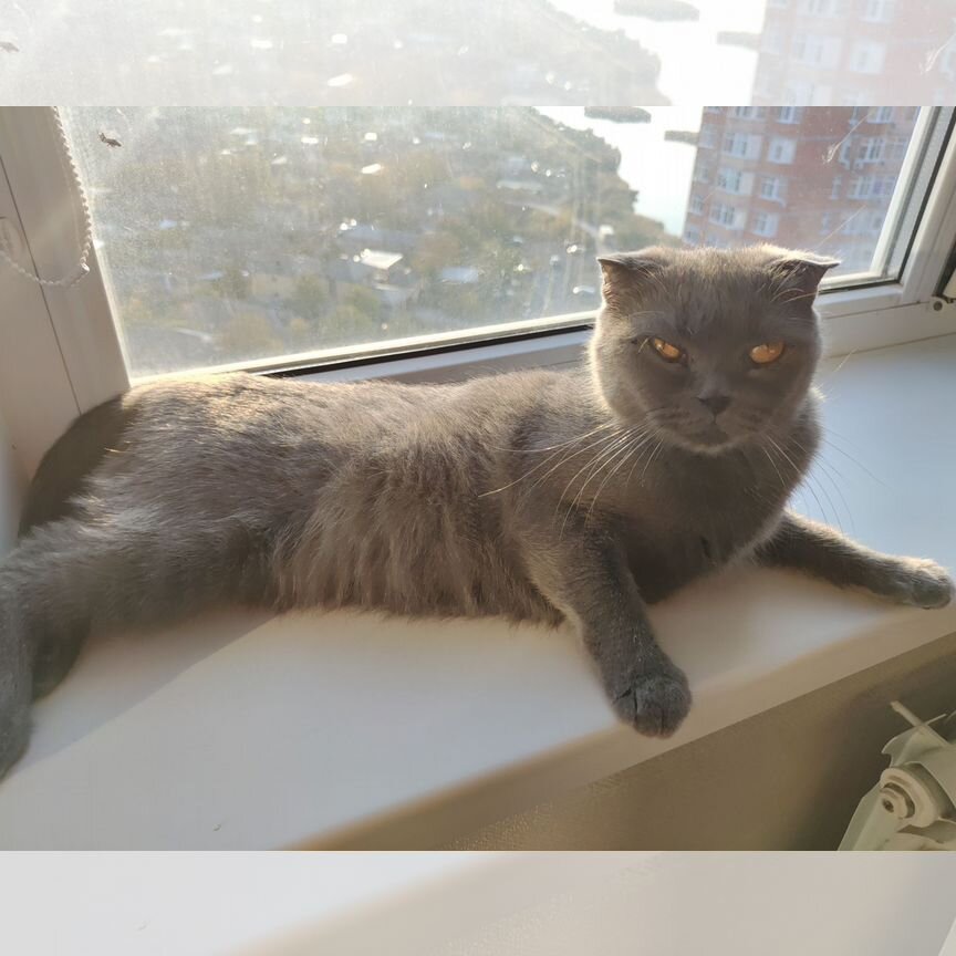 Британская кошка