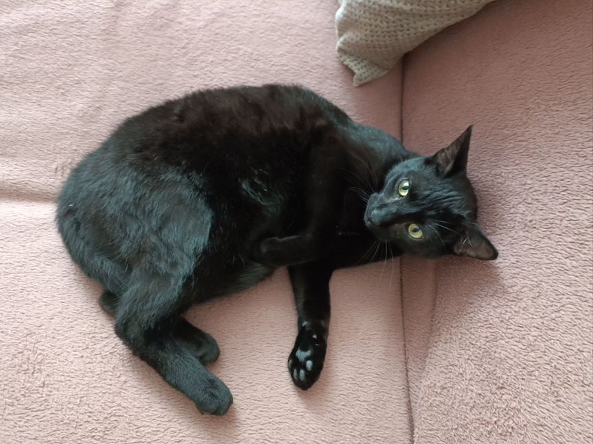 Черный кот в добрые руки