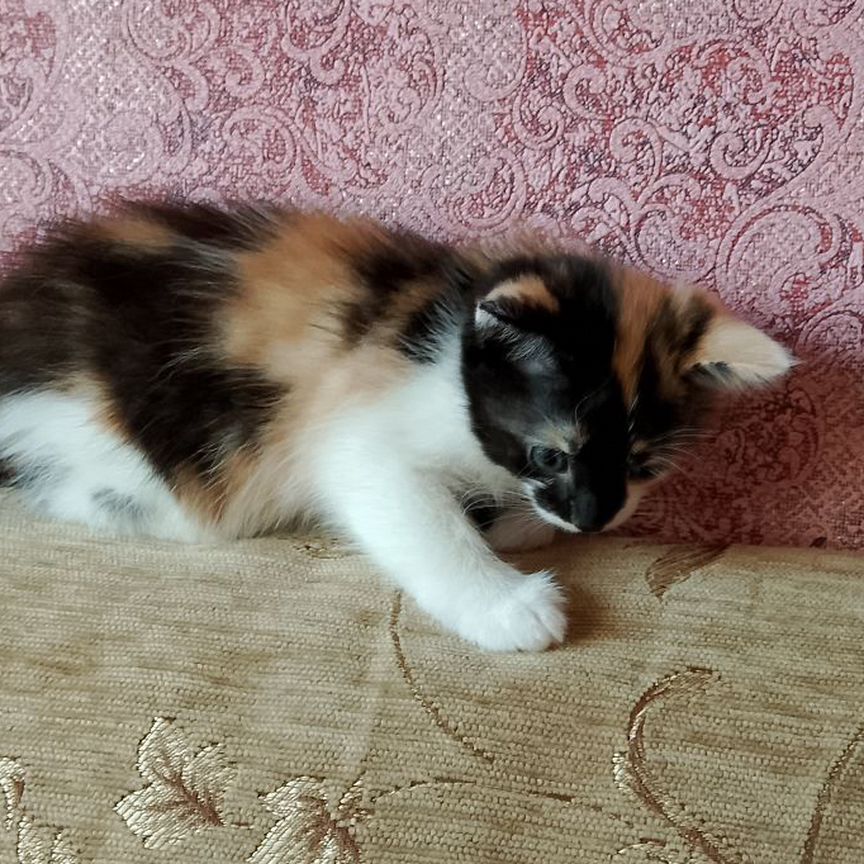 Котенок девочка в добрые руки