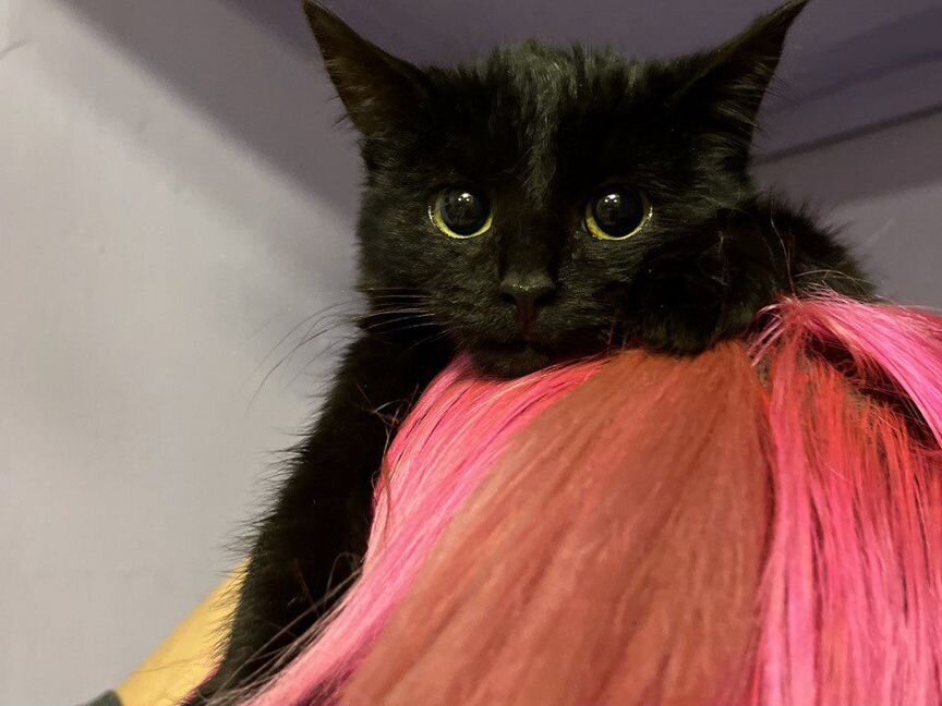 Черная плюшевая красотка в добрые руки дар