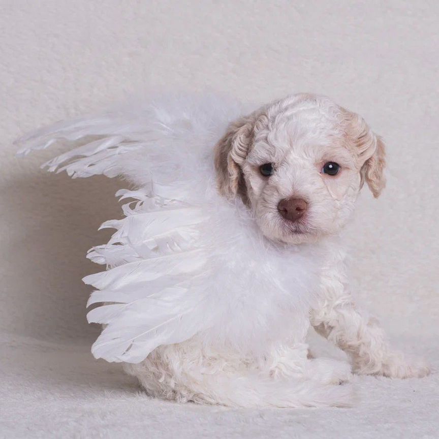 Девочка лаготто