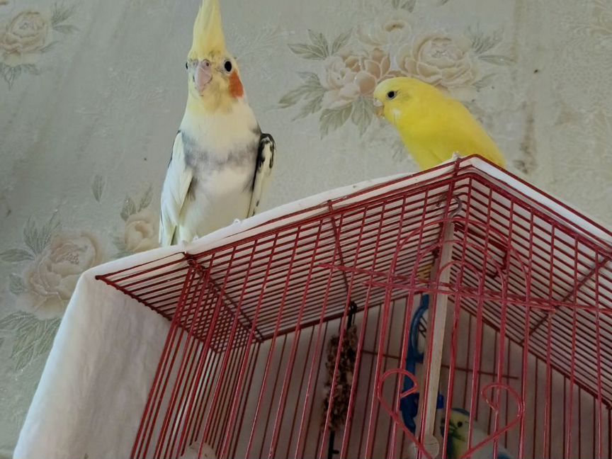 Продам птиц