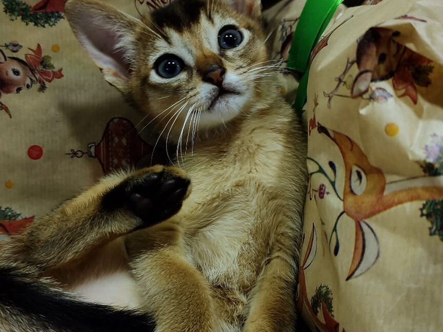 Абиссинские котята