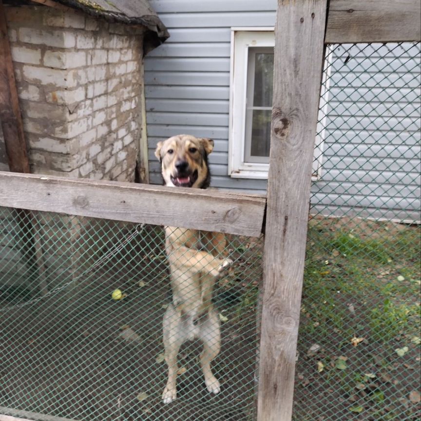 Отдам в добрые руки. хороший охранник