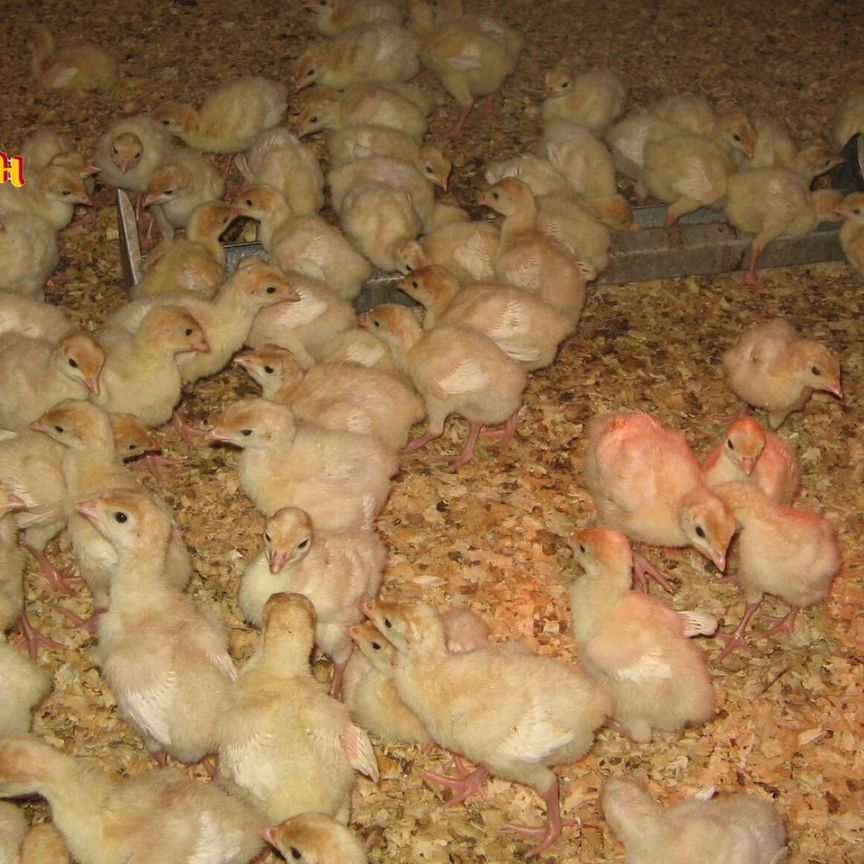 Индюшата
