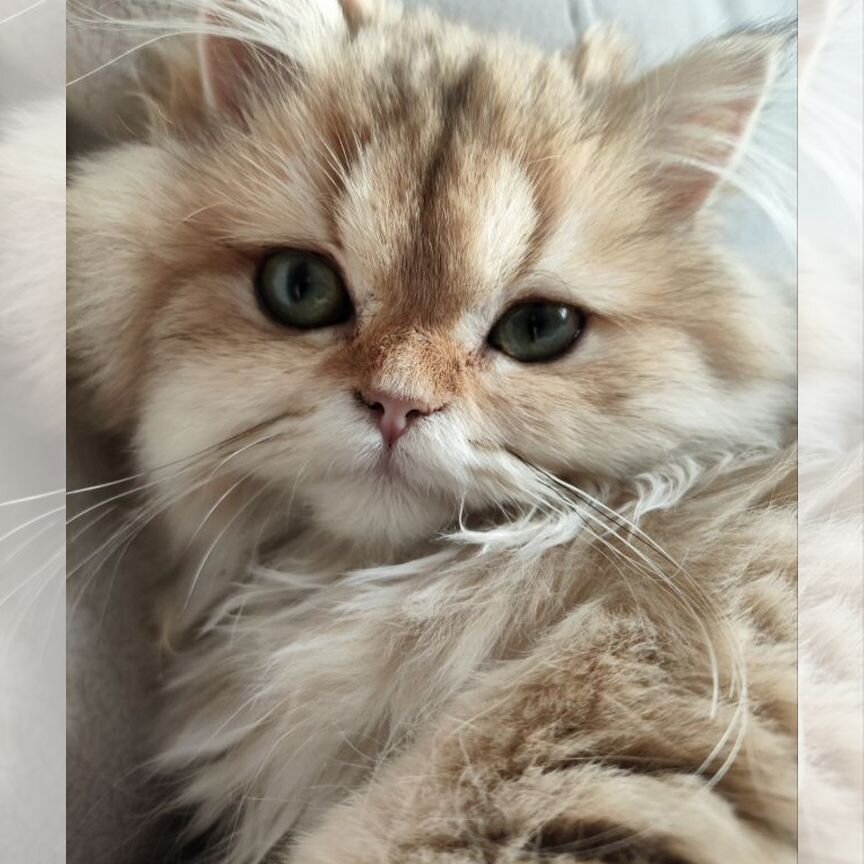 Шотландская прямоухая длинношёрстная, взрослая кошка