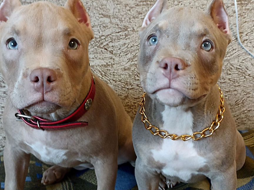 Американский Булли