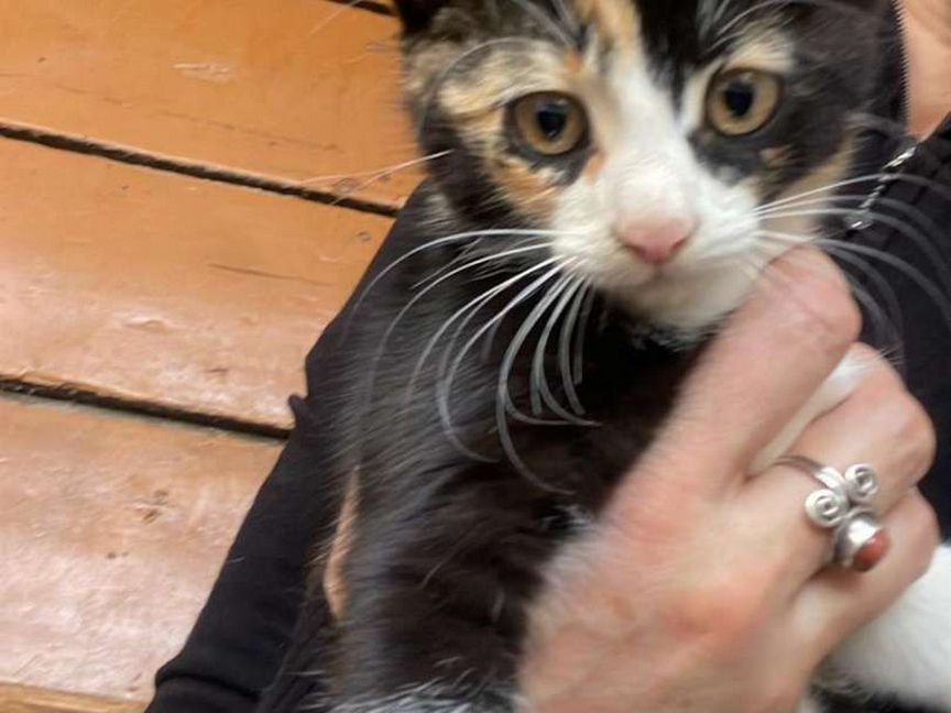 2 сестрички. Приют