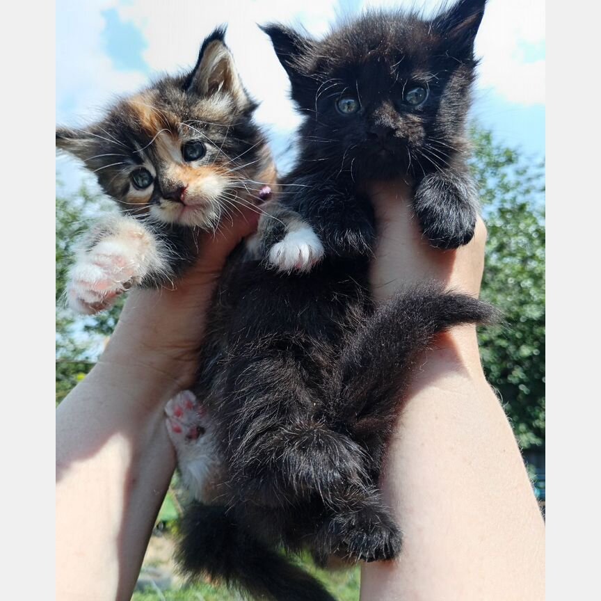 Котята Мейн-кун