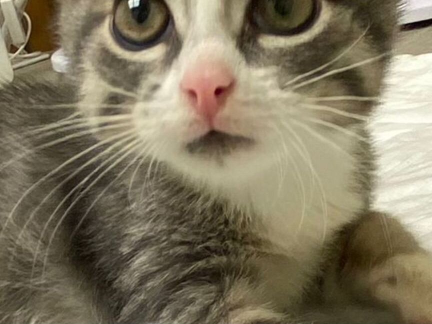 Котенок, кошка