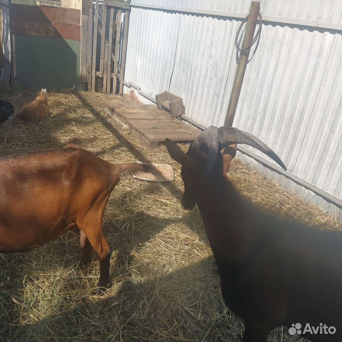 Случка Козел чешский